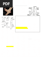 Schepelmann's Test for Thoracic Pain | PDF | Shoulder | Spinal Cord