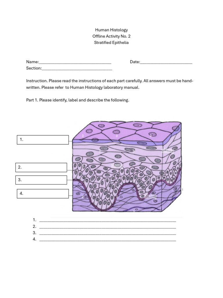 Human-Histology-Activity-No.-2 | PDF