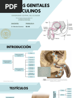 Capas del escroto y su anatomía | PDF