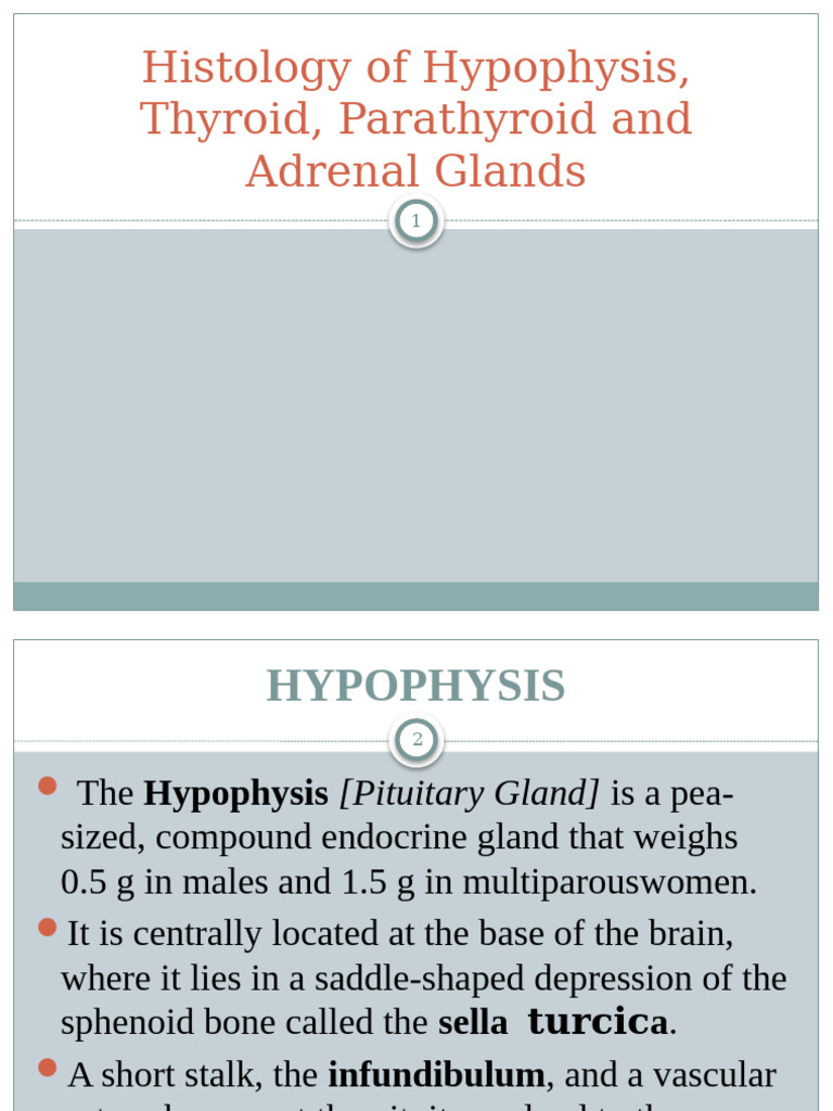 Histology of Endocrine System | PDF | Pituitary Gland | Adrenal Gland