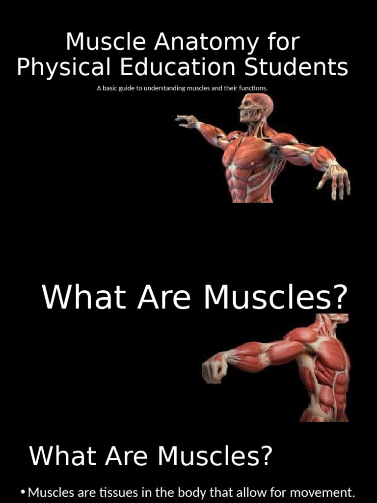 MUSCLE-ANATOMY | PDF | Muscle | Skeletal Muscle