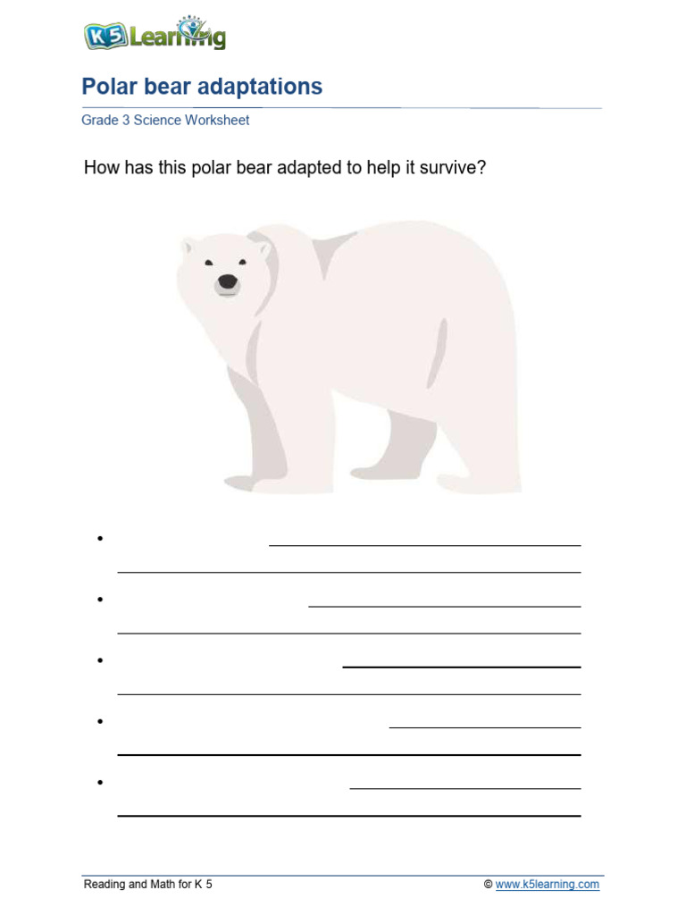 Polar Bear Adaptations Worksheet | PDF