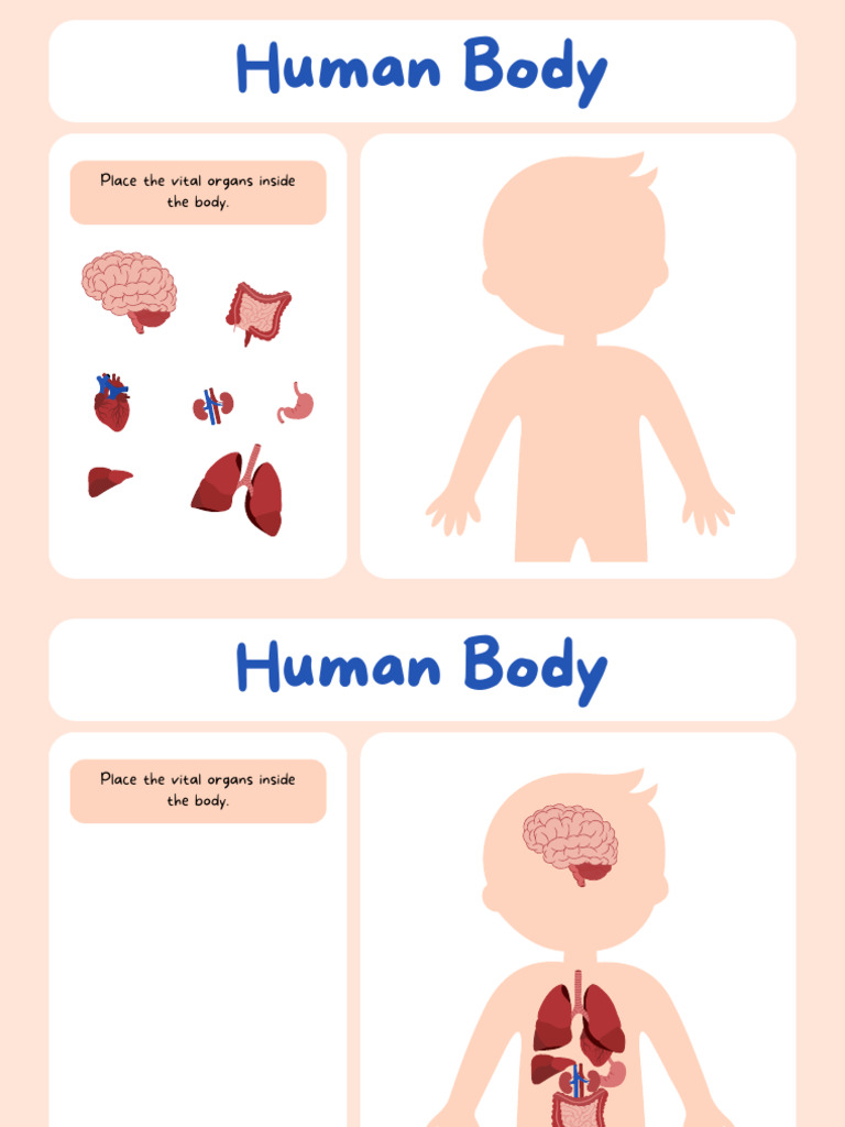 Human Body Vital Organs Science Worksheet in Pink Blue Illustrative ...