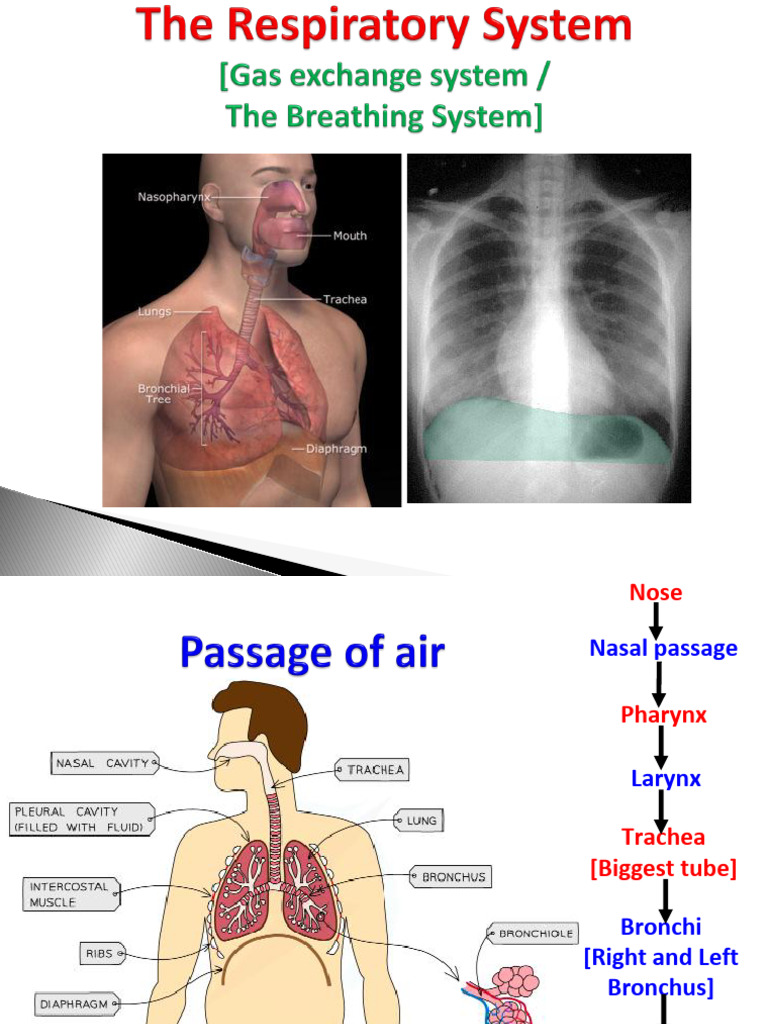 Gas Exchange System To Write | PDF | Lung | Respiratory Tract