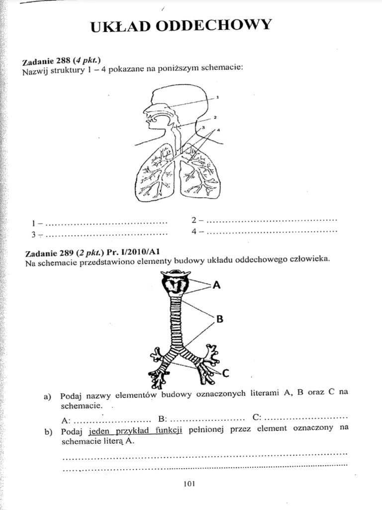 Z - Oddechowy Witowski | PDF