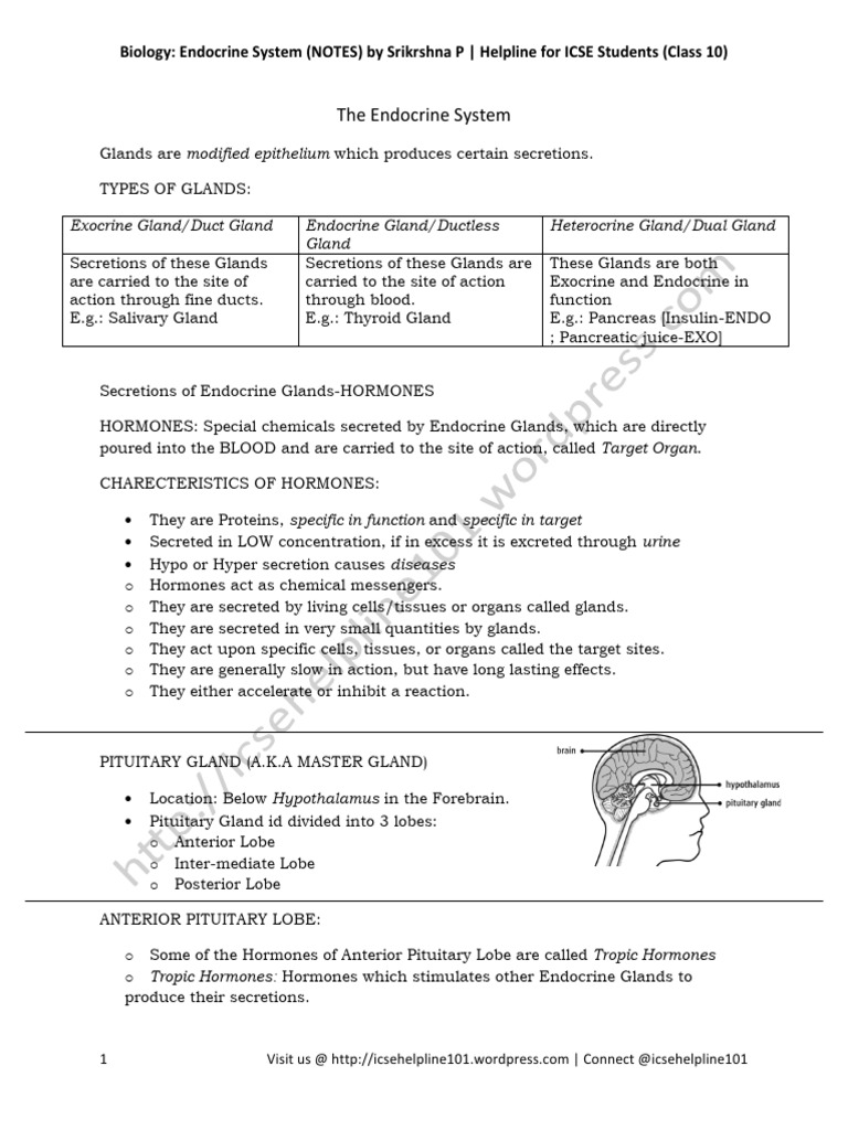 Biology Endocrine System Notes Compiled by Srikrshna P | PDF ...