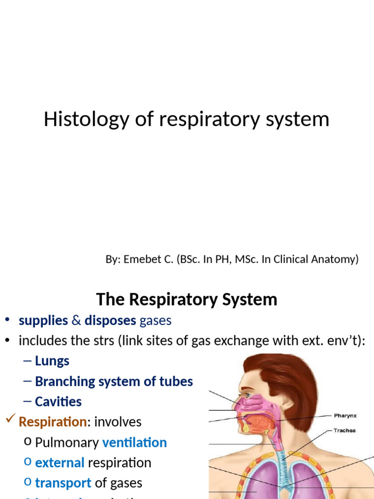Respiratory System Histology Overview | PDF | Respiratory Tract ...