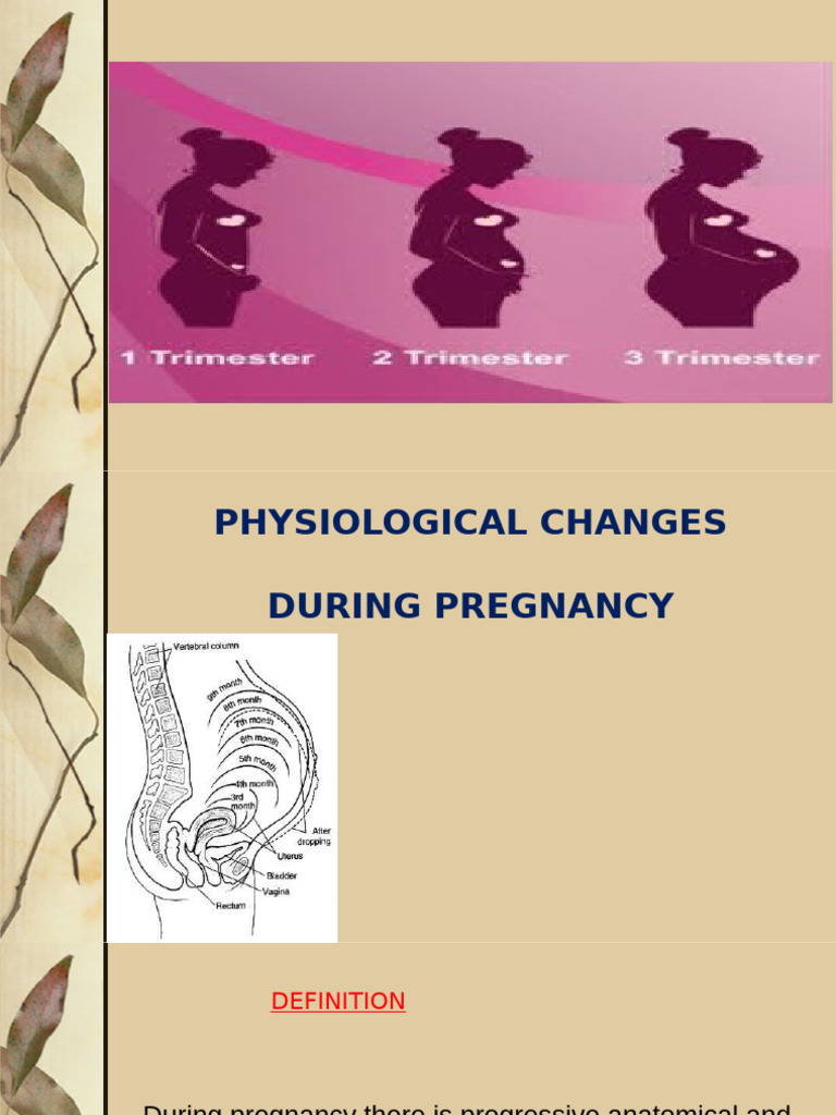 Physiological Changes in Pregnancy | PDF | Uterus | Menstrual Cycle