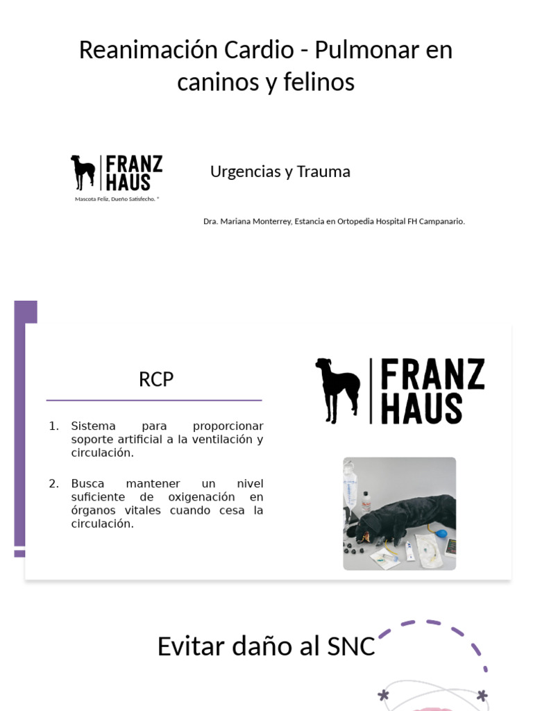 RCP Perros y Gatos | PDF | Reanimación cardiopulmonar | Especialidades ...