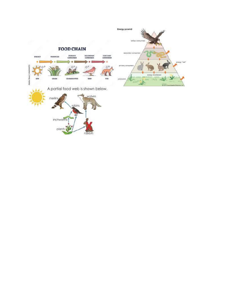 Food Web, Chain and Pyramid | PDF