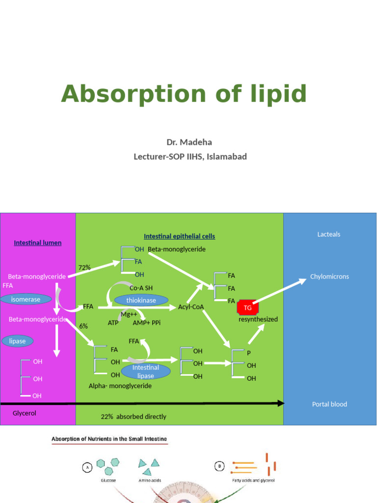 Lipid Absorption Mechanisms Explained | PDF | Fatty Acid | Cholesterol