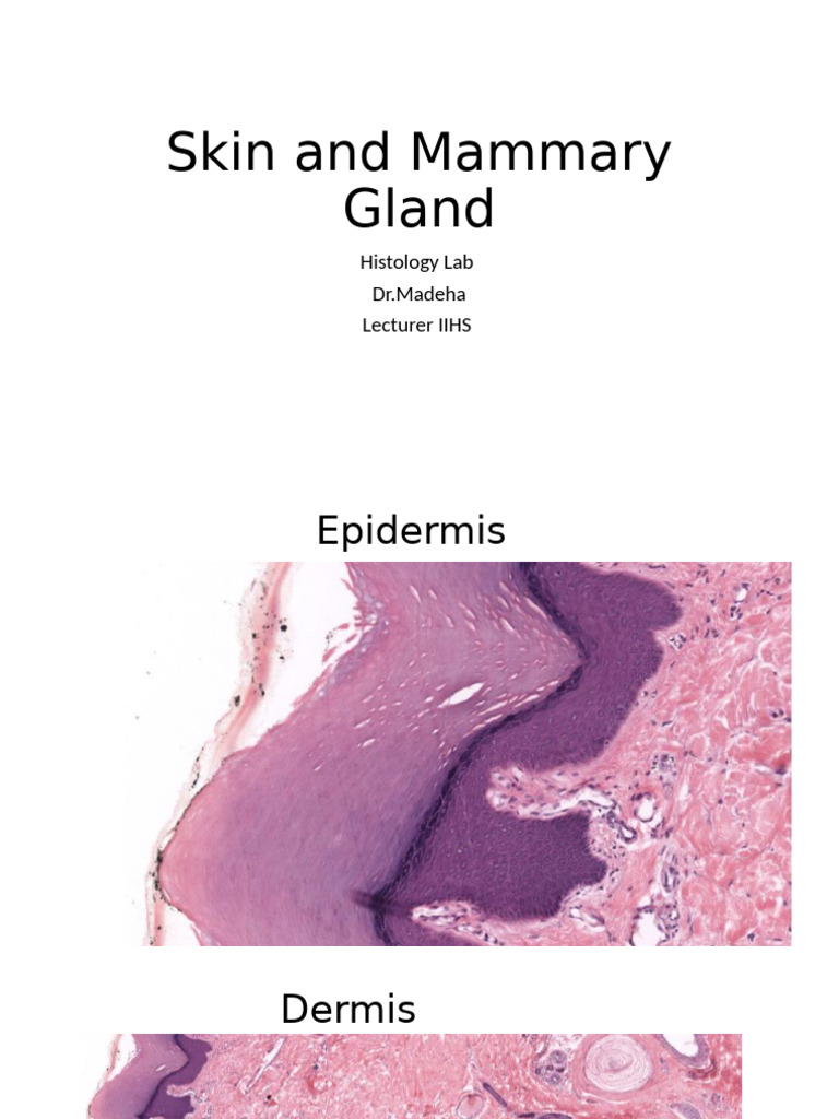 Anatomy of Skin and Mammary Gland | PDF
