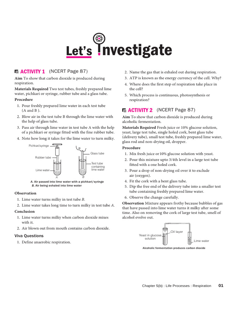 AIO 10th Science Ch. 5b Activity | PDF | Cellular Respiration | Carbon ...
