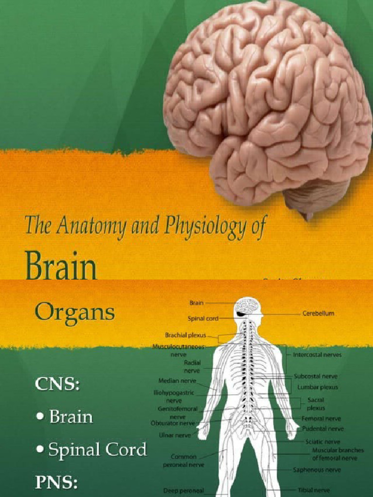 Brain | PDF