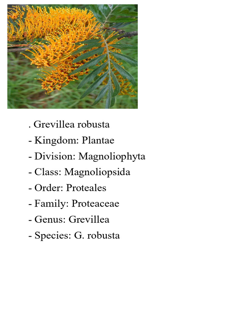 Grevillea Robusta | PDF