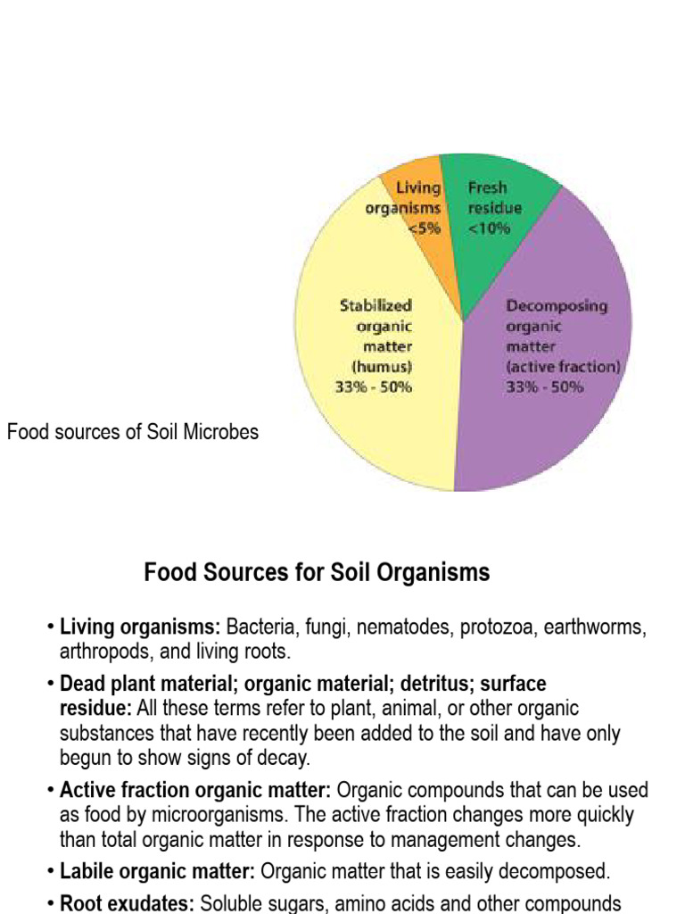 Food Sources for Soil Microbes Explained | PDF | Organic Matter | Soil