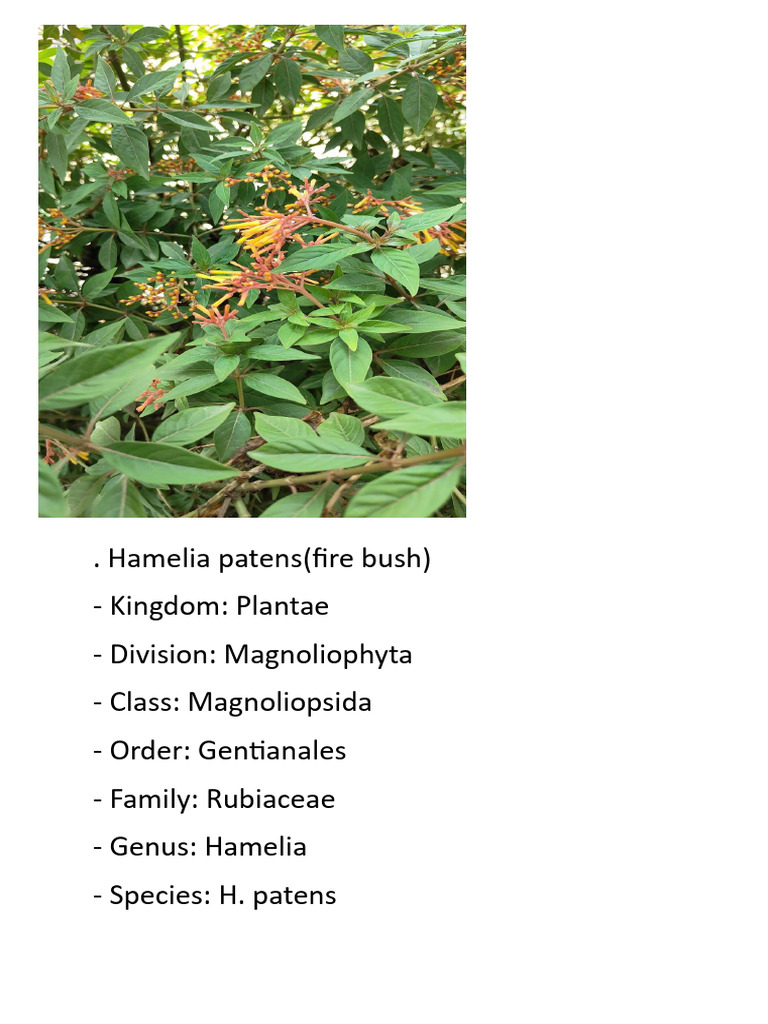 Fire Bush | PDF