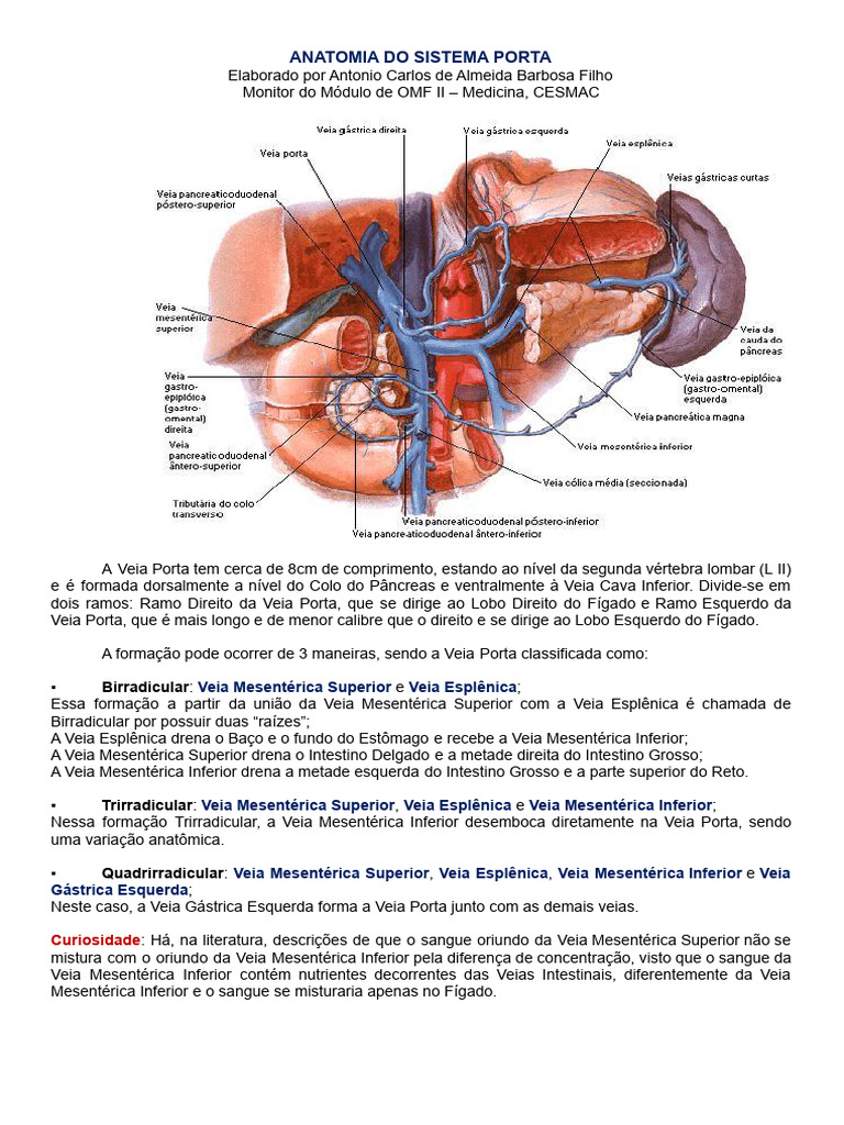 Anatomia da Veia Porta Hepática | PDF | Veia | Órgão (anatomia)