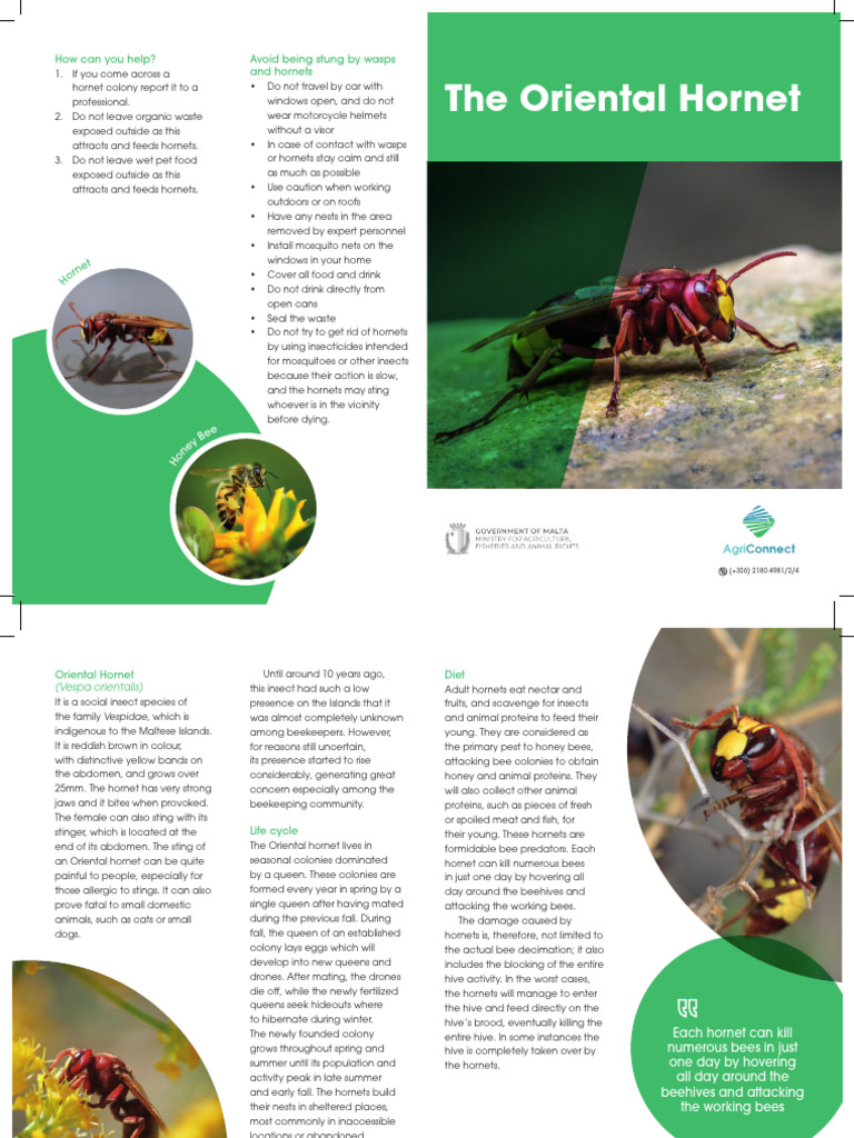 Oriental Hornet Brochure EN | PDF | Beehive | Honey Bee