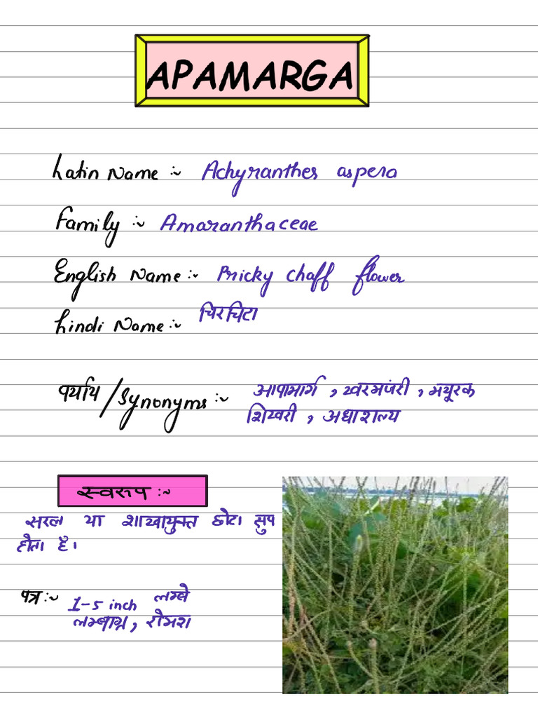 Acrynthes Aspera (Apamarga) | PDF