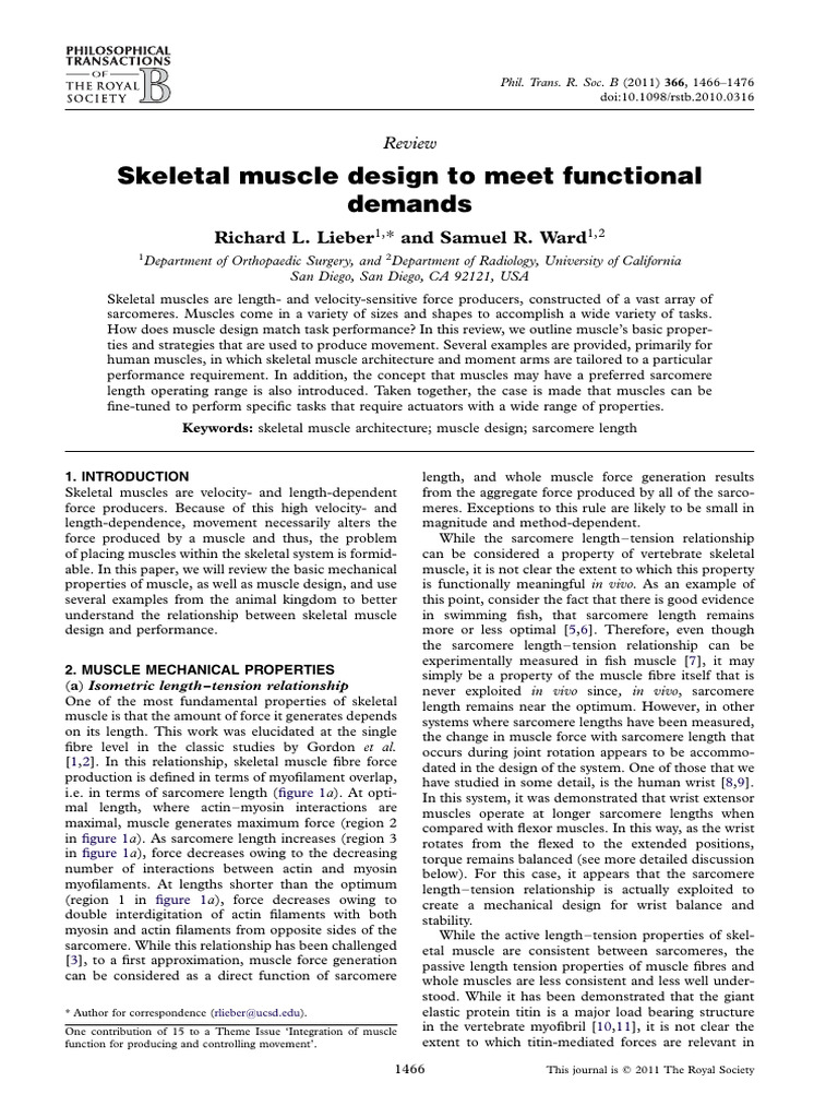 The mysteries of eccentric muscle action (2) | PDF | Muscle Contraction ...