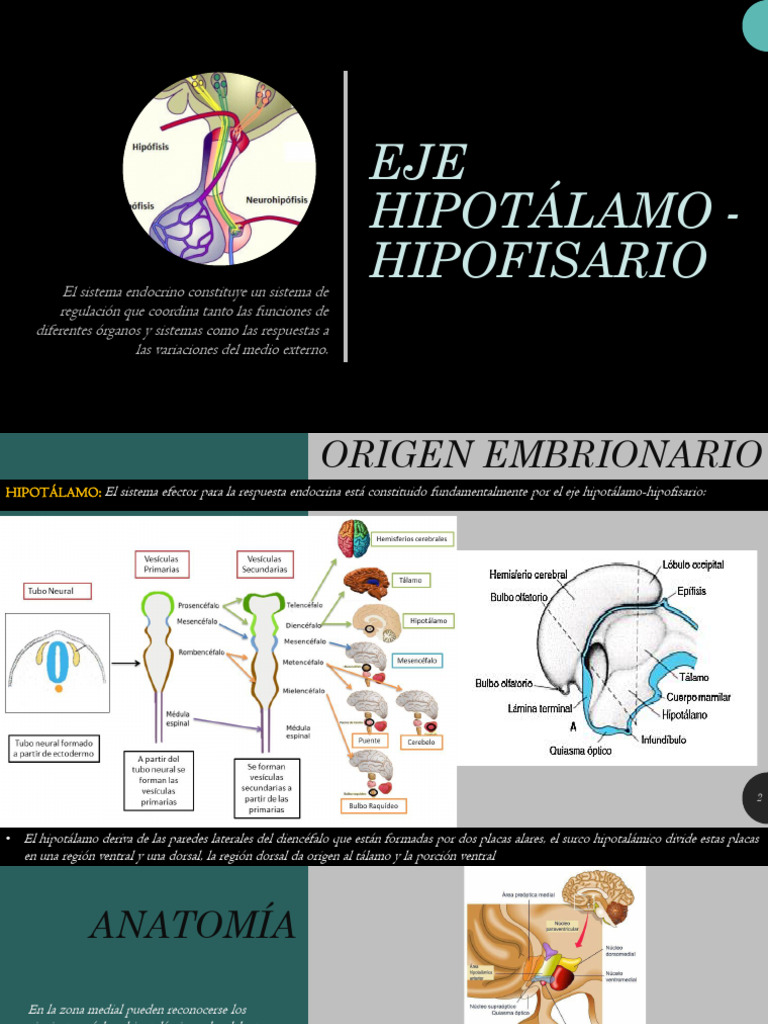 Eje Hipotálamo-Hipofisario: Funciones y Hormonas | PDF | Glándula ...