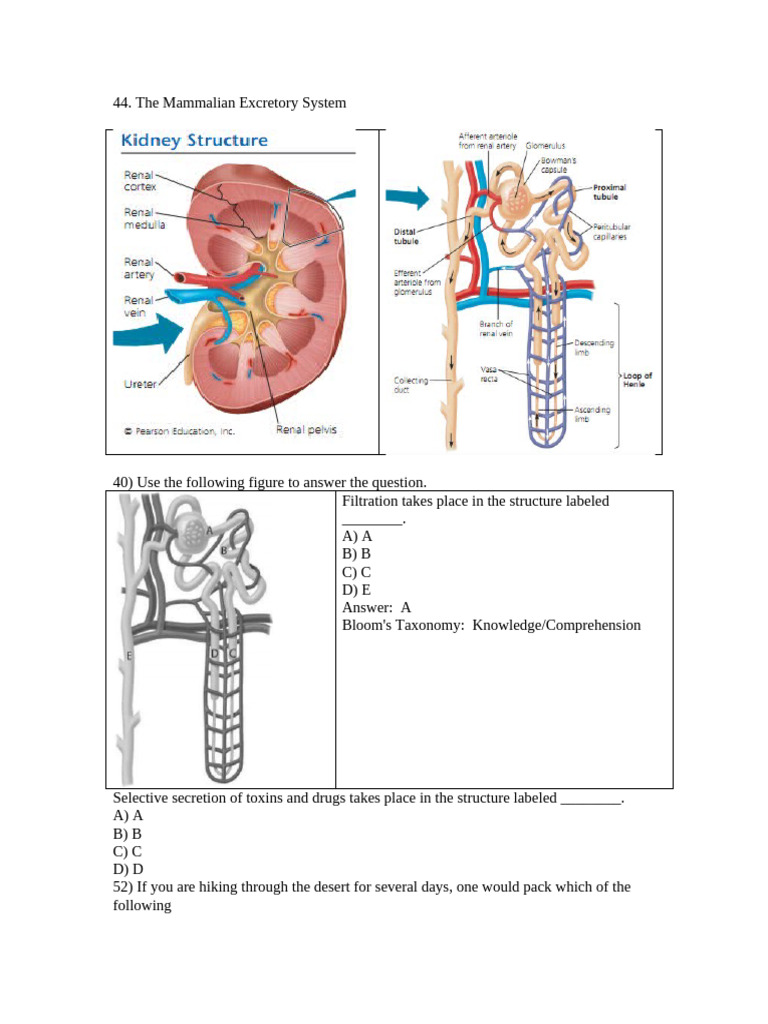 Bản sao 44. The Mammalian Excretory System - non key | PDF