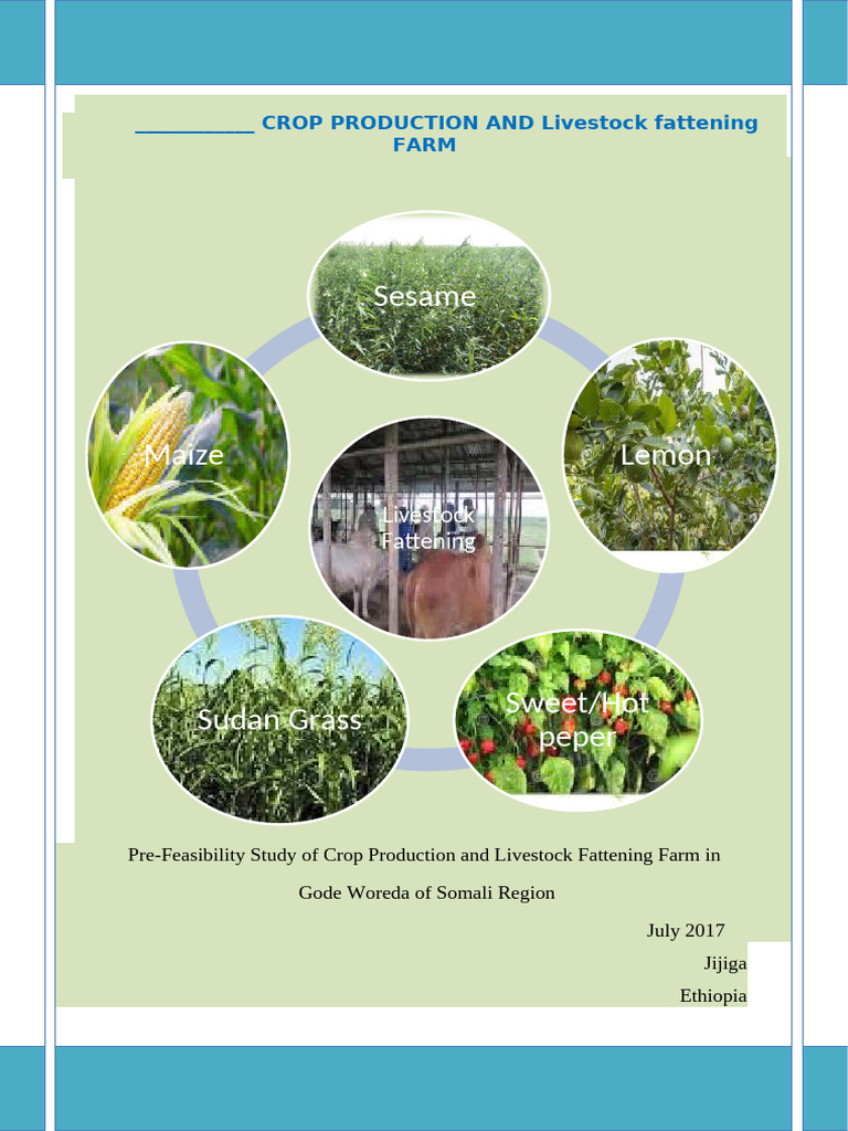 Crop Production & Livestock Fattening Study | PDF | Capsicum | Agriculture