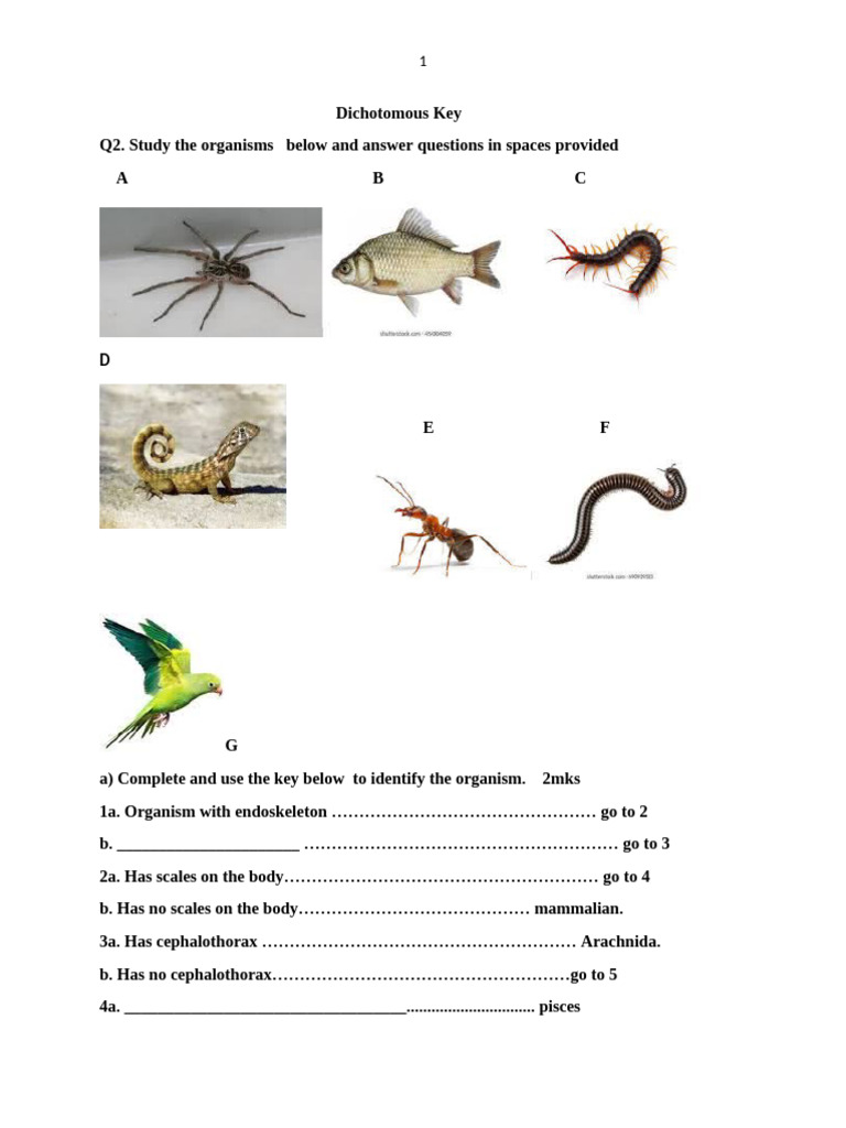 Dichotomous Key | PDF | Biology | Organisms