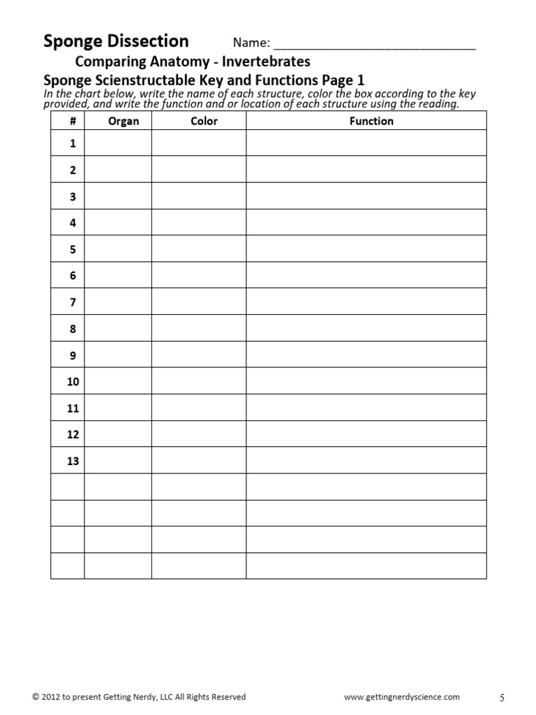 3 Sponge Dissection Student Key | PDF
