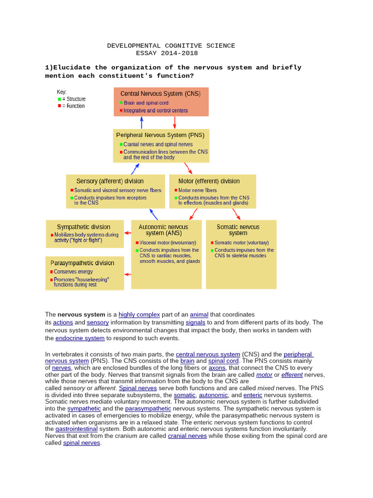 Essay Developmental Cognitive Science 1 | PDF | Nervous System ...