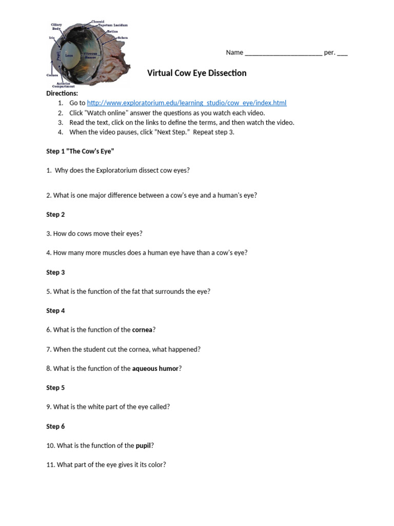 Virtual Eye Dissection | PDF