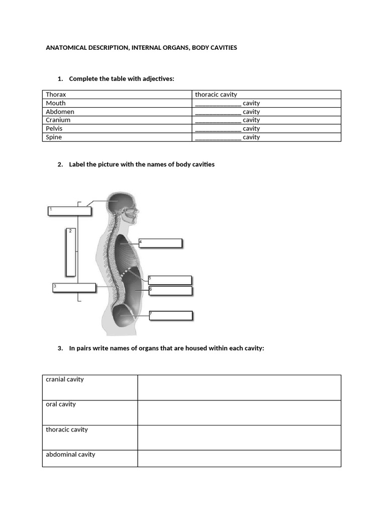 Anatomical-description_organs-cavities_3 | PDF | Abdomen | Thorax