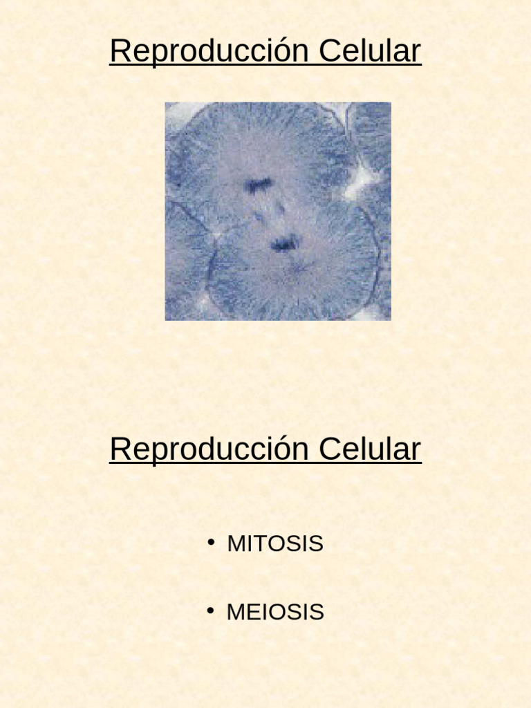 Reproducci N Celular Mitosis Meiosis | PDF | Mitosis | Mitosis