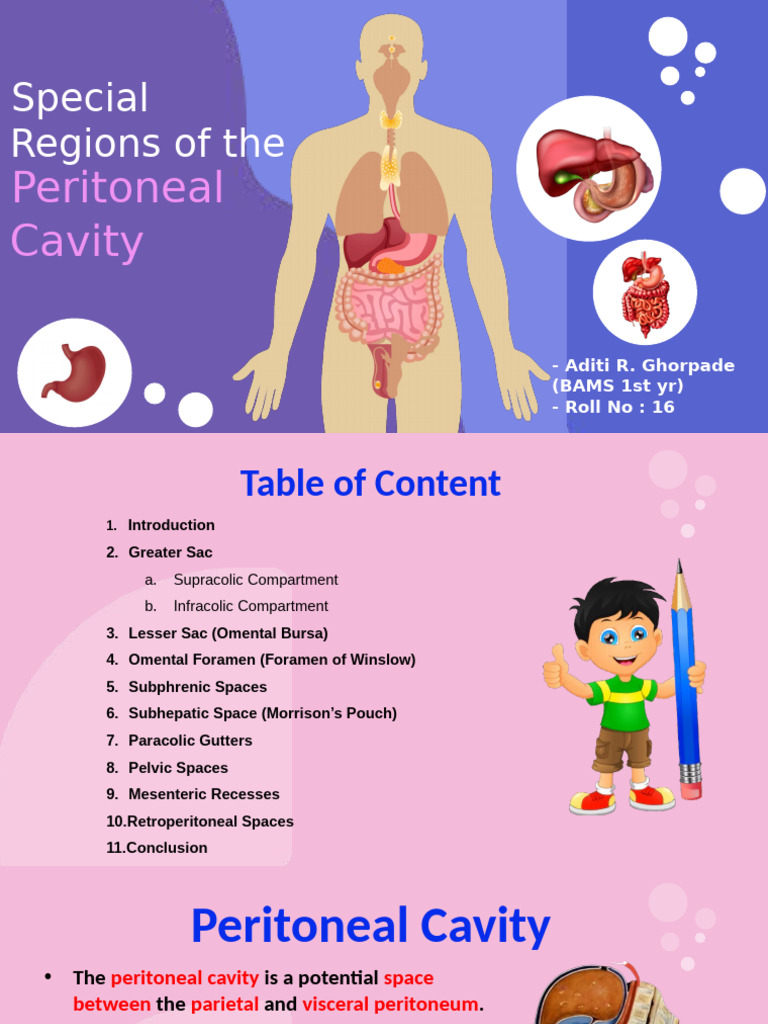 Special Regions of Peritoneal Cavity | PDF | Peritoneum | Liver