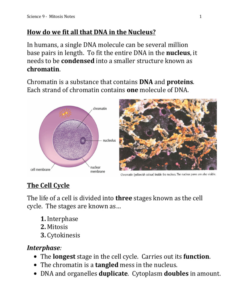 Mitosis Overview for Science 9 | PDF