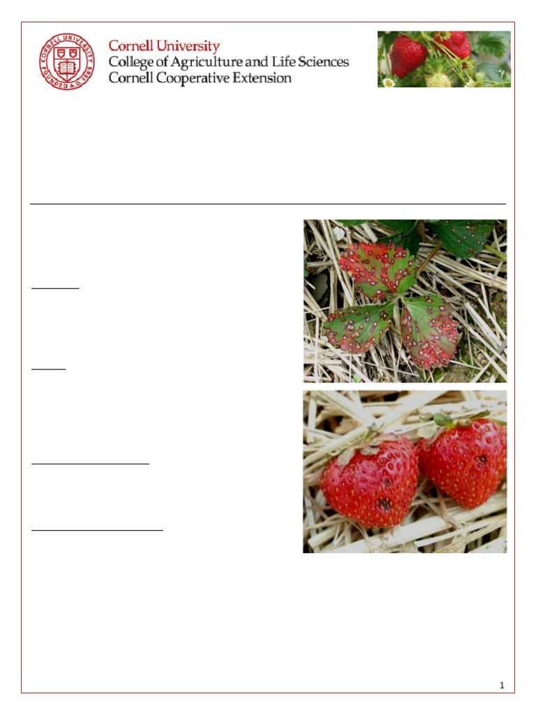 Strawberry Leaf Diseases - Identification | PDF | Leaf | Plants