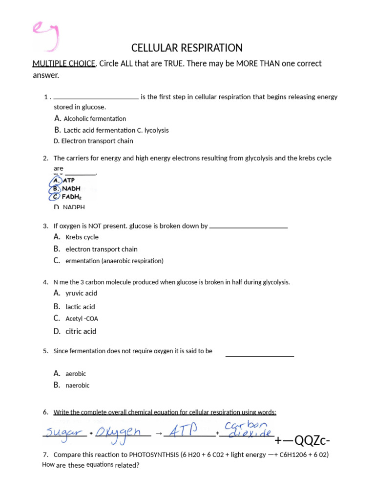 Cell Respiration Review Questions Answer Key | PDF | Cellular ...