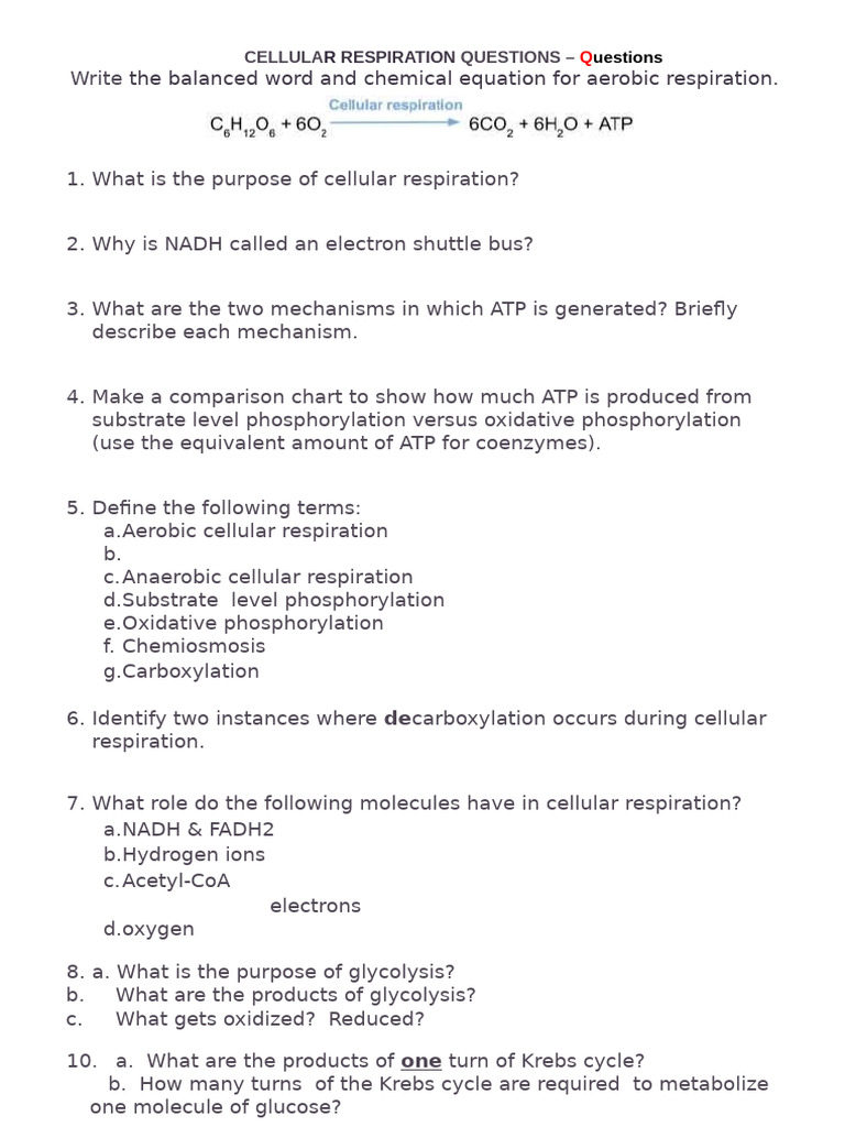Cellular Respiration Study Guide | PDF | Cellular Respiration | Diet & Nutrition