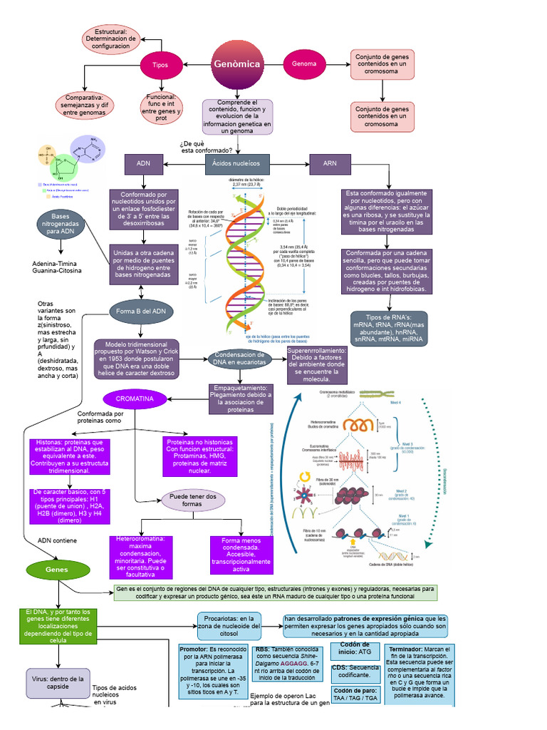 Genomica Drawio | PDF | Rna | Adn