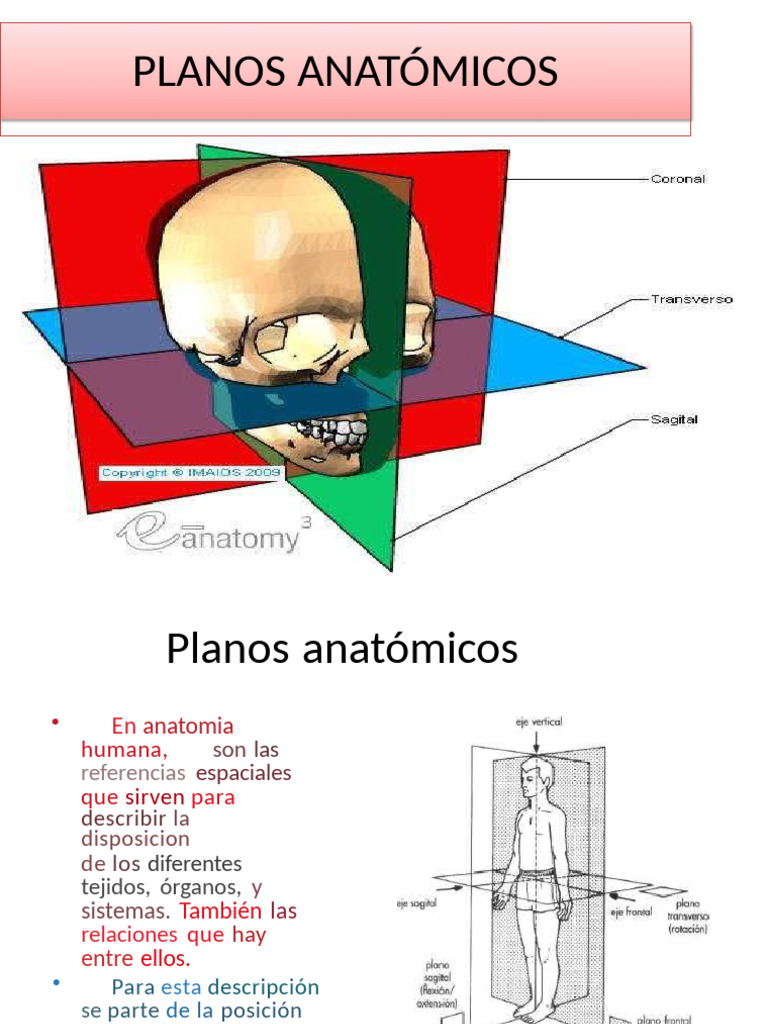 Guía de Planos y Términos Anatómicos | PDF | Abdomen | Términos anatómicos de ubicación