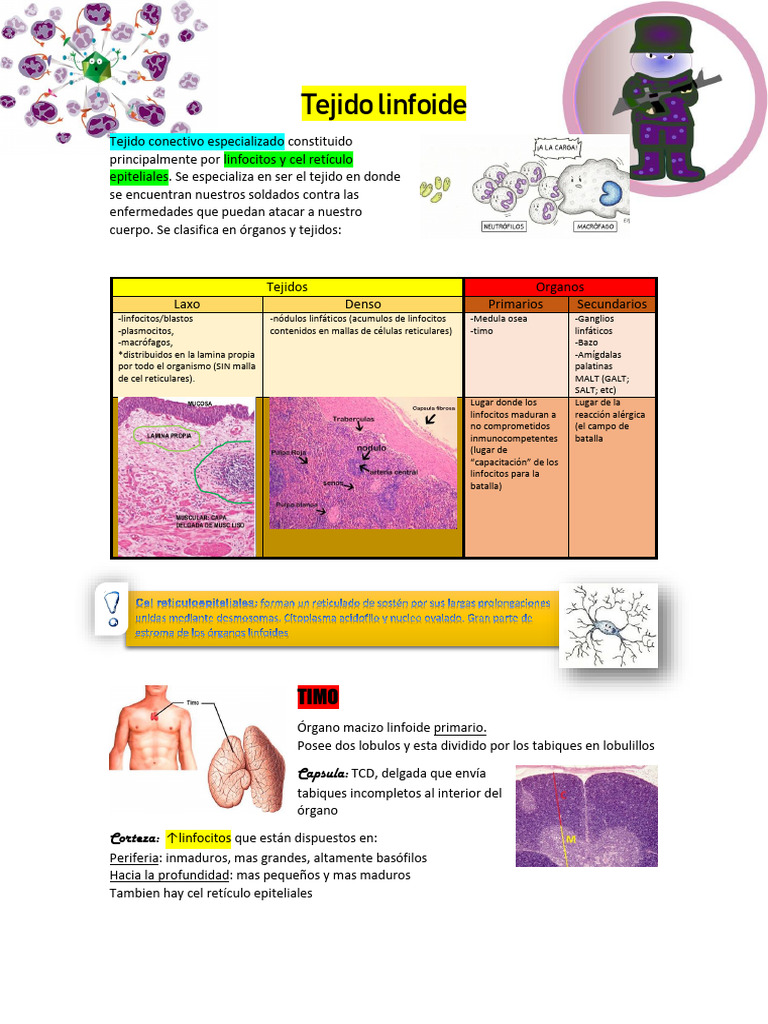 Estructura y Función del Tejido Linfoide | PDF | Ganglio linfático ...
