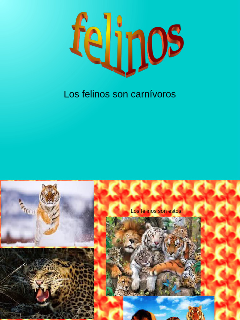 Felinos | PDF