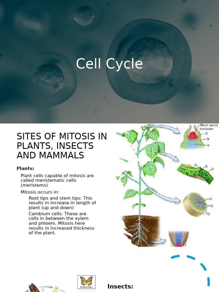 Chalk and Talk - Cell Cycle | PDF | Mitosis | Cell (Biology)