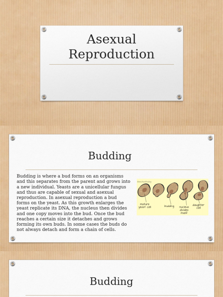 Asexual Reproduction Methods Explained | PDF | Sexual Reproduction | Spore