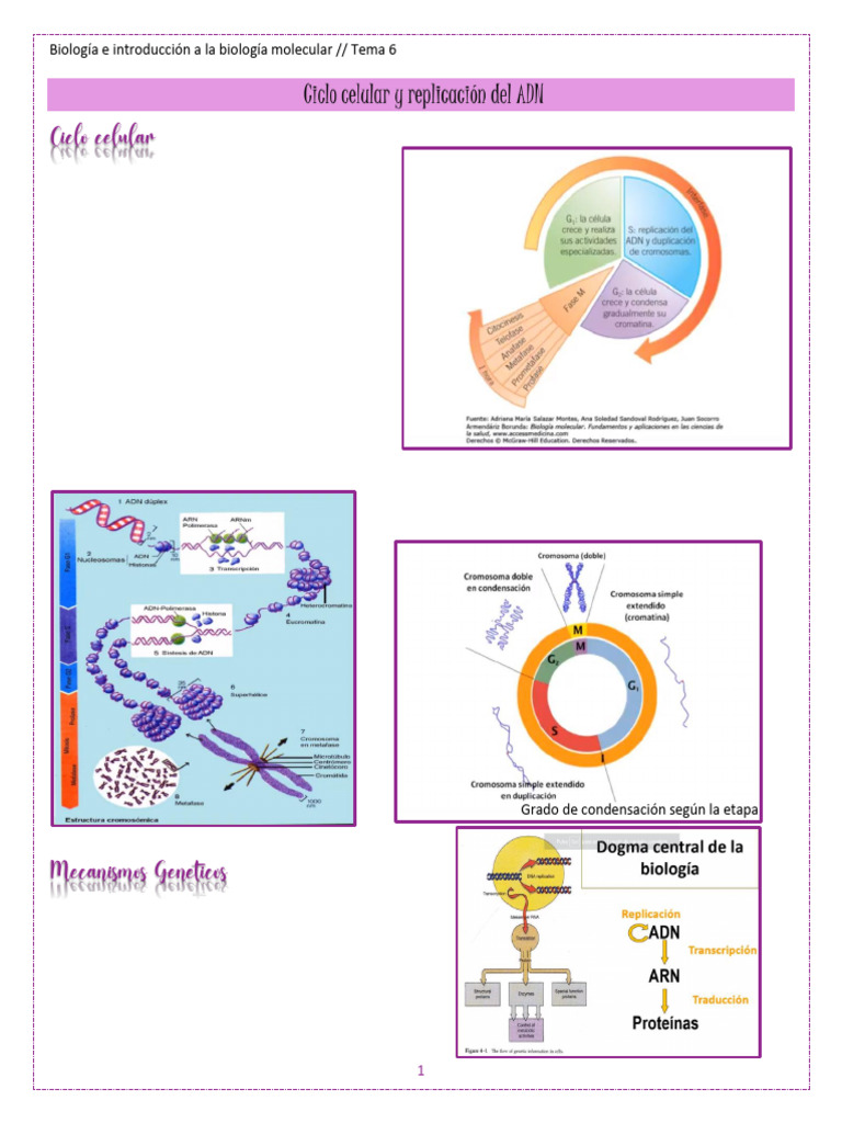 Clase 6. Ciclo Celular y Replicación Del ADN PDF | PDF | Replicación De Adn | Adn