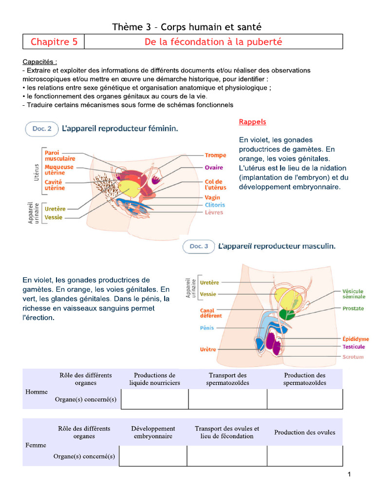 Reproduction Polycopie Eleve | PDF