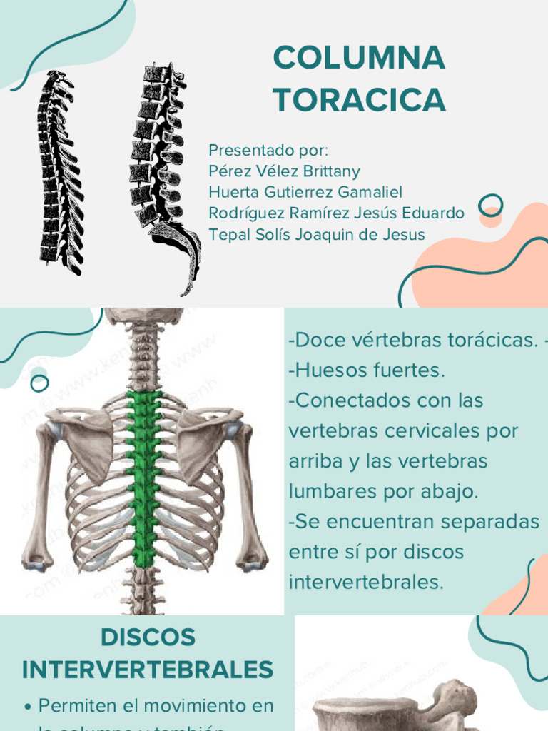 Vertebras Toracicas | PDF | Vértebra | Anatomía humana