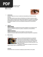 Anatomía del Ojo Bovina en Disección | PDF | Ojo | Percepción visual
