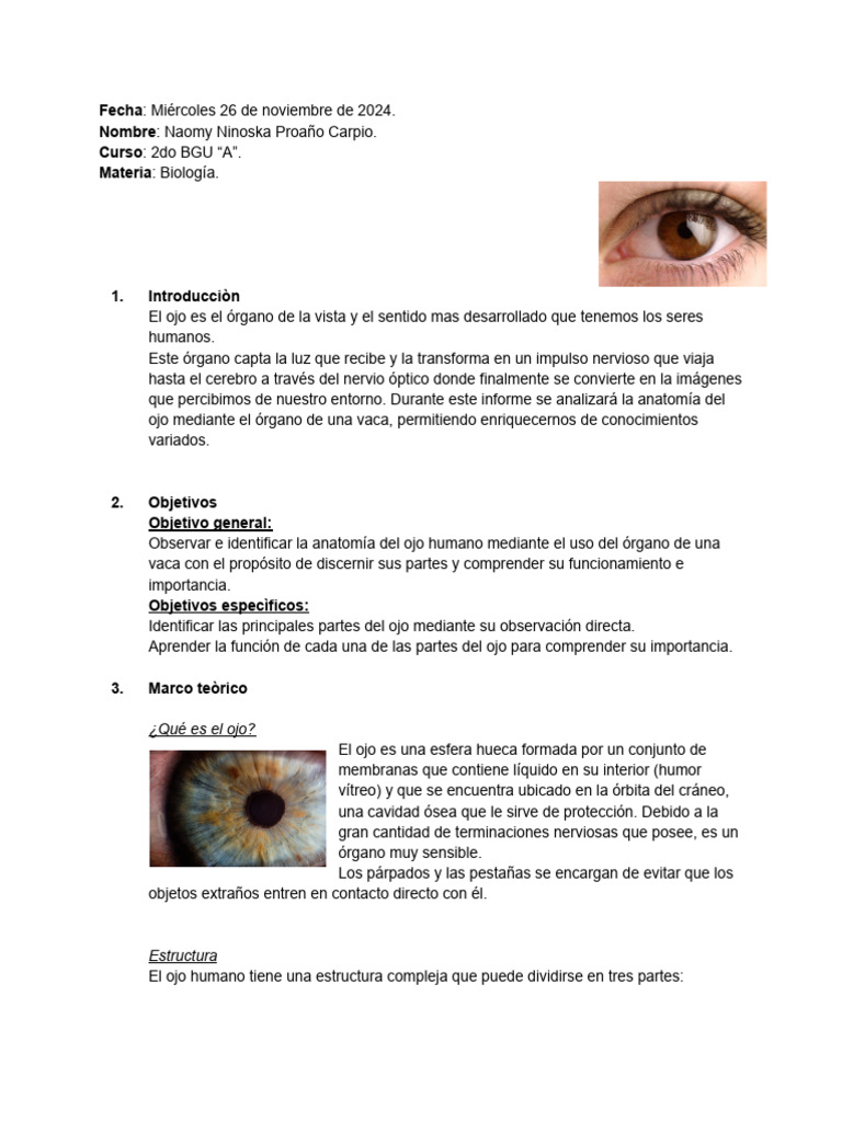 Anatomía del Ojo Humano y de Vaca | PDF | Ojo humano | Ojo